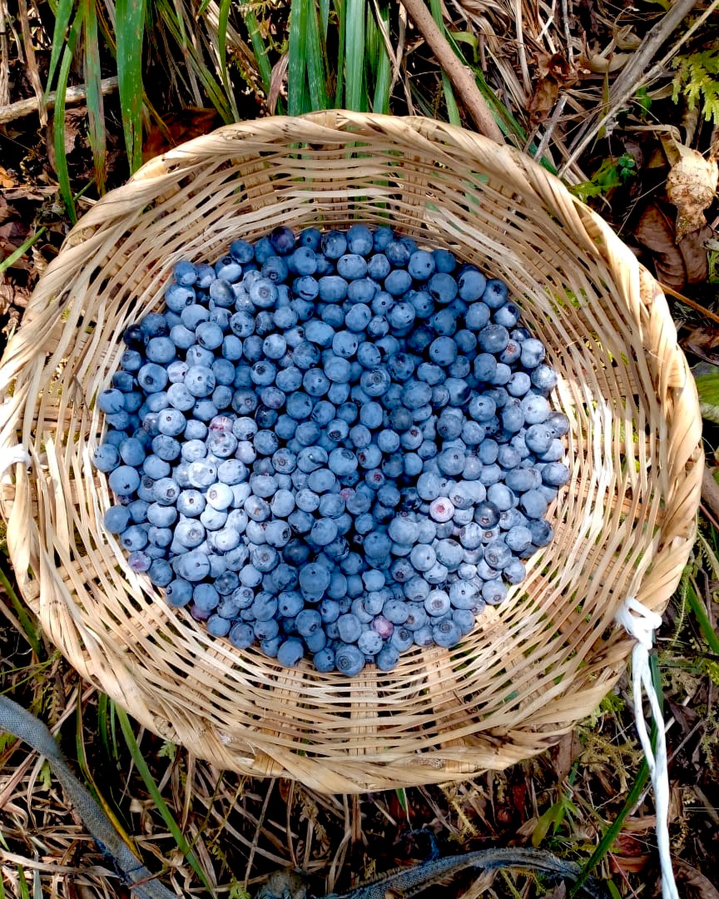 MORA AZUL - La Pitaya